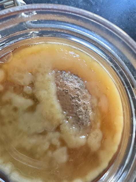 Worried About This Brown Blob With Black Specks 🤔 Rkombucha