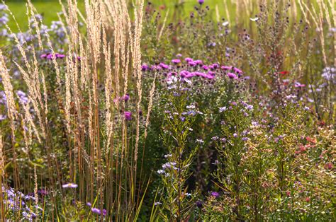 How To Grow And Care For Feather Reed Grass
