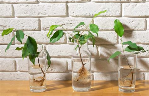 The Easiest Way To Propagate Plants From Cuttings