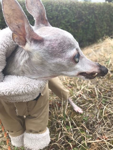 水晶体脱臼 傍らにはいつも犬