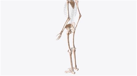 Premium Photo The Appendicular Skeleton Is One Of Two Major Bone