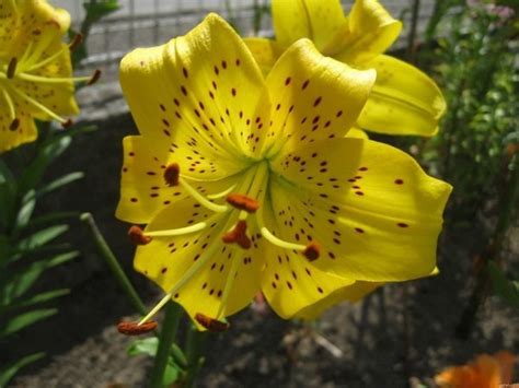 Азиатские лилии: фото, сорта, посадка и уход