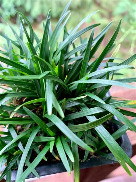 Live Mondo Grass Dwarf Mondo Grass Ophiopogon Japonicus Etsy