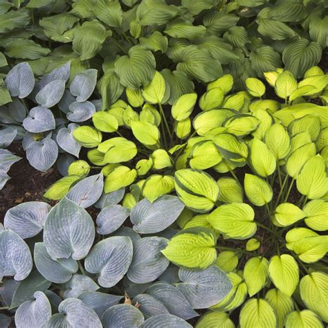 Move Over Green 18 Colorful Hostas To Make Your Garden Pop Improve