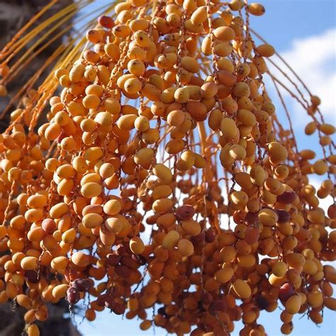 Buah Kurma Muda