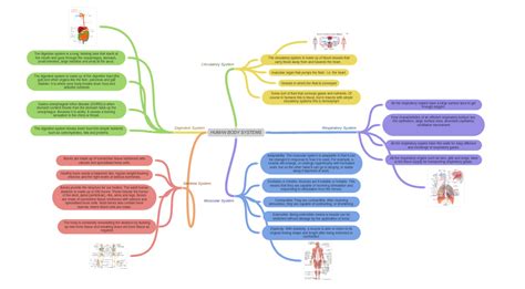 Human Body Systems Coggle Diagram