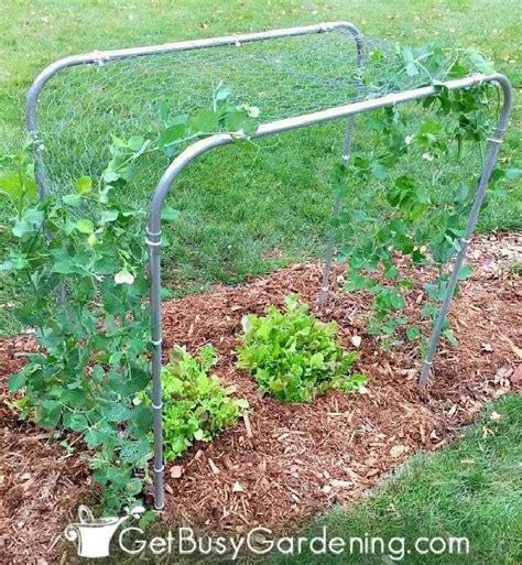 DIY Pea Trellis Ideas To Support Peas Blitsy