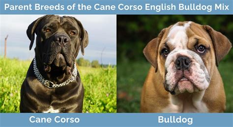 English Bulldog Mix Cane Corso Cane Corso French Bulldog Mix Brindle