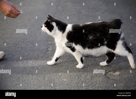 Black And White Manx Cat 7 Gorgeous Black And White Cat Breeds