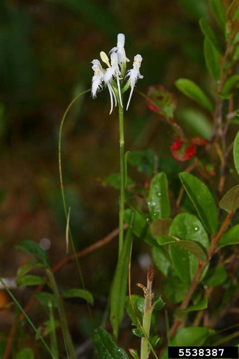White Fringed Orchid Platanthera Blephariglottis Willd Lindl