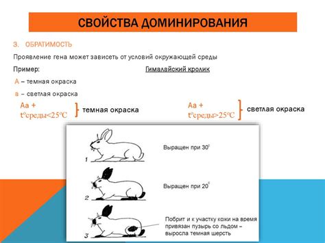 Гибридологический метод Взаимодействие между генами Наследственные свойства крови Хромосомная