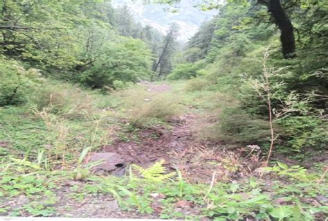Brother And Sister Died In Car Accident In Rampur Shimla Amar Ujala