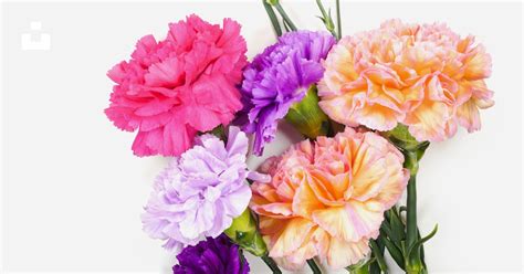 흰색 바탕에 분홍색과 주황색 꽃 사진 Unsplash의 무료 꽃 이미지