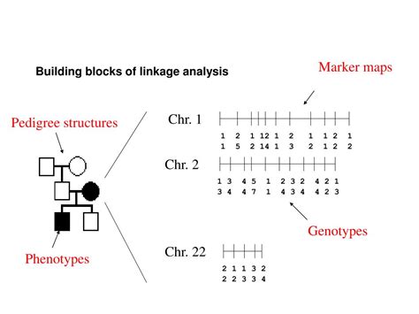 Ppt Gene Mapping Linkage And Association Methods Powerpoint