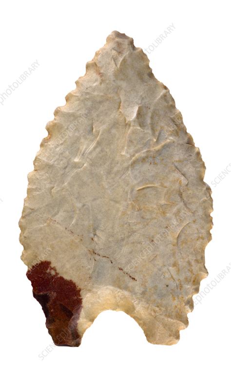 Neolithic Winged Arrow Head Stock Image C056 8665 Science Photo