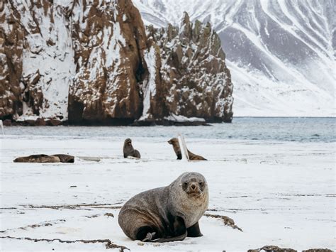 Antarctic Circle Expedition Cruises Explore Today Aurora Expeditions