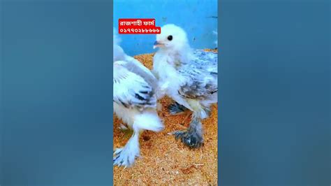 এক মাস বয়সী কলম্বিয়ান ব্রাহমা মুরগির বাচ্চা সেল হবে Youtube