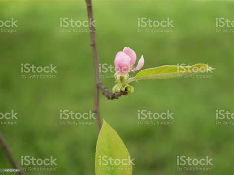 목련은 아열대 도시의 공원에서 꽃을 피운다 화창한 봄날 나뭇가지에 분홍색 목련 꽃잎이 녹색 잎을 배경으로 펼쳐집니다 상록 나무의 큰 향기로운 꽃과 새싹 0명에 대한 스톡