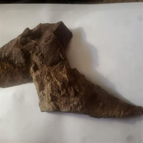 Is This A Fossil With An Imprint Of A Leaf Or Feather Rfossils