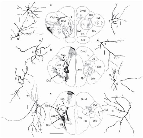 Figure 1 From The Pallium And Mindbehavior Relationships In Teleost