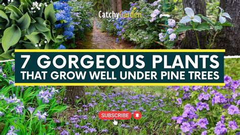 Shrubs Under Pine Trees At Kathryn Pauline Blog