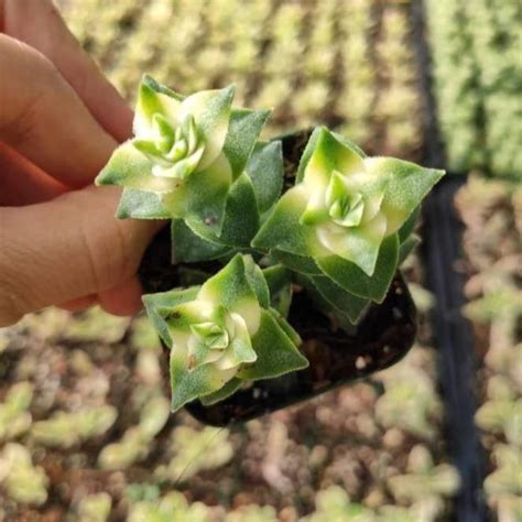 A Person Is Holding A Small Plant In Their Hand