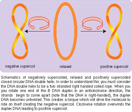 The RING In DNA Genetically Going In Circles May Eventually Turn You