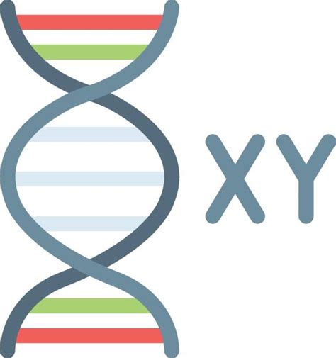 Xy Chromosomes Illustrations Royalty Free Vector Graphics And Clip Art