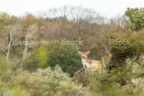 장엄한 성인 남성 Fallow 사슴 사슴 0명에 대한 스톡 사진 및 기타 이미지 0명 가을 계절 Istock