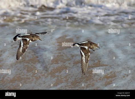 Turnstone Arenaria Interpres Flying Over Shoreline Stock Photo Alamy