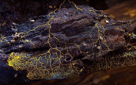 Film Review Fantastic Fungi 2019 By Louie Schwartzberg