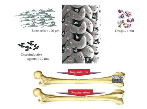 14 See Color Insert Schematic Representation Of Scaffolds With Download Scientific Diagram