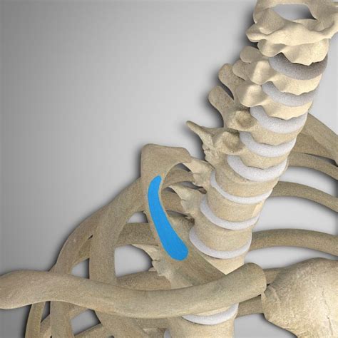Scalenes Attachments And Actions 3d Muscle Lab