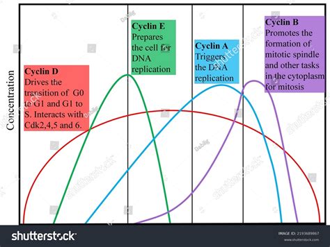 Cyclin Concentration During Cell Cycle Stock Illustration 2193689867