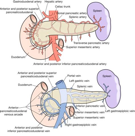 Inferior Pancreaticoduodenal Artery