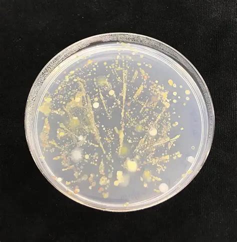 A Journey Across Generations Inheritance Of The Plant Microbiome Via