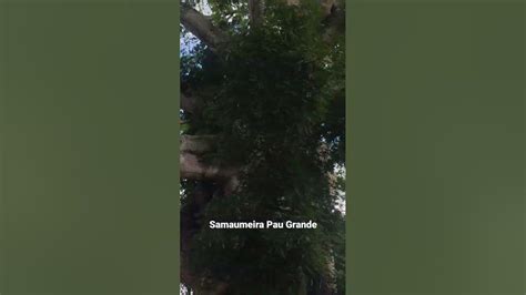 Samaumeira Pau Grandepedro Velho Rn Youtube