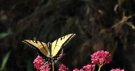 Flutterby Imgur