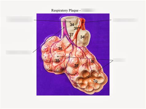 Alveoli Diagram Quizlet