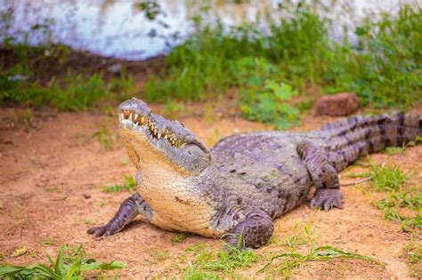 La mare aux crocodiles sacrés de Bazoulés OUAGADOUGOU
