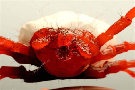 Las garrapatas son parásitos externos Se alimentan de sangre animal y