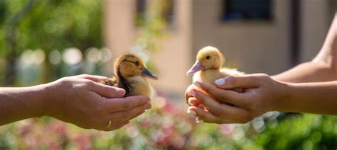Quacking Companions Images Free Download On Freepik