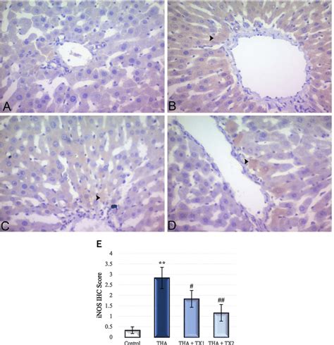 Immunohistochemical Staining Of Inos In Experimental Groups In Liver