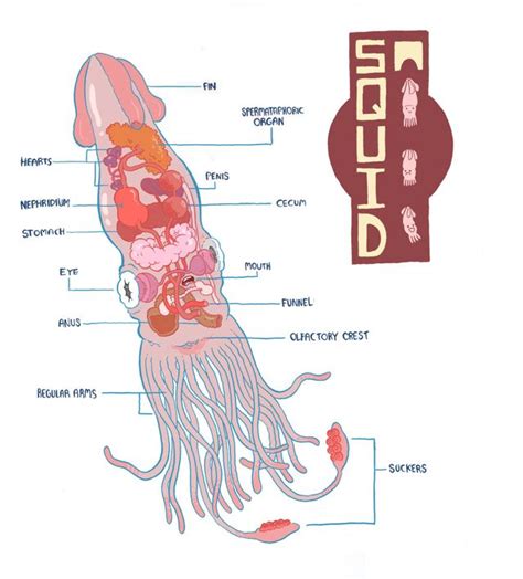 Labeled Squid Body Parts Male