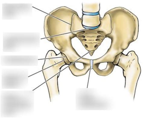 Joints Of The Pelvis Diagram Quizlet