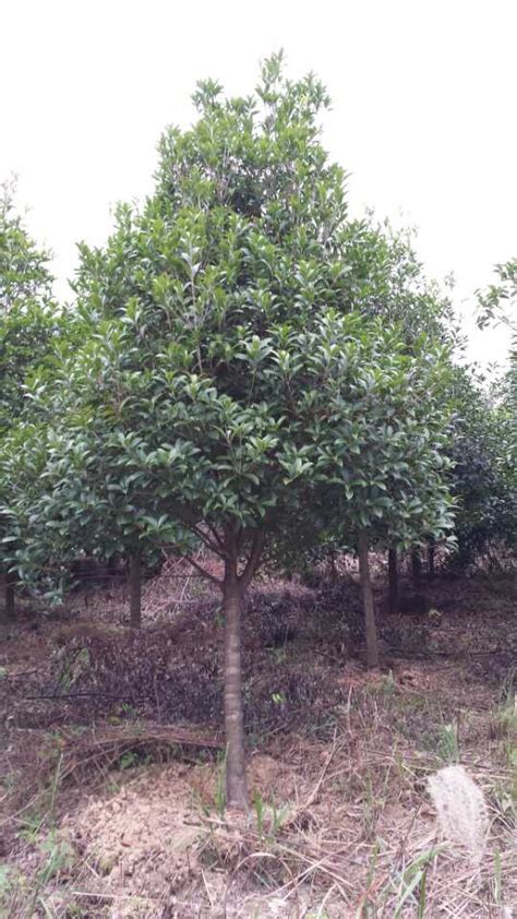 桂花树8公分直径 广西桂林产地大量出售 阿里巴巴