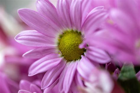 Beautiful Flowers in Bloom – Free Nature Stock