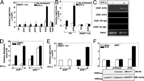 Atf6 Is Essential For Ifn γ Stimulated Dapk1 Expression A Indicated