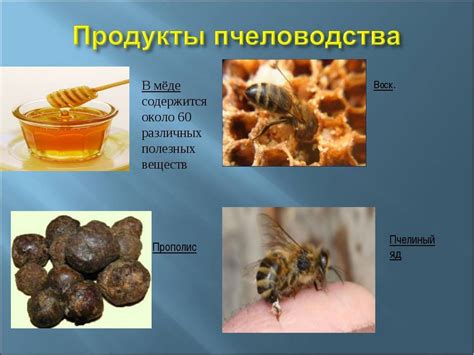 Продукты пчеловодства и их использование человеком: какие бывают ...