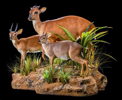 Common Duiker